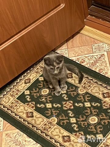 Котенок в дар