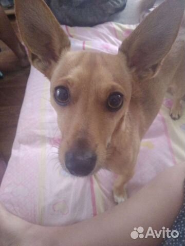 Отдам в добрые руки