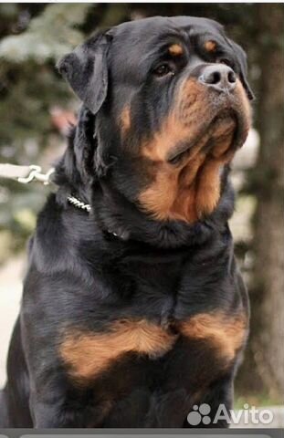 Вязка ротвейлера