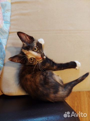 Котенок девочка