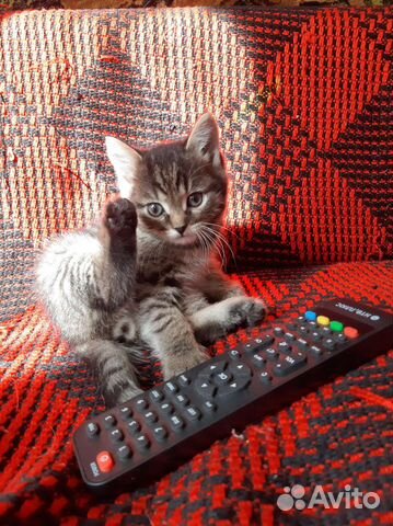 Кошечка в добрые руки