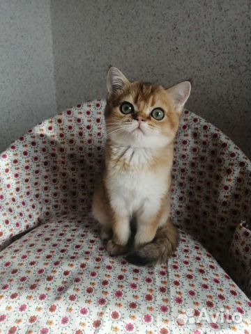 Золотая шиншиллка. Котик
