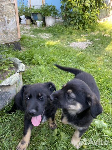 Щенки в добрые руки