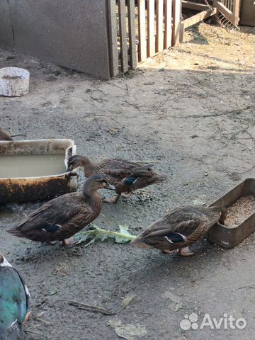 Подсадные утки