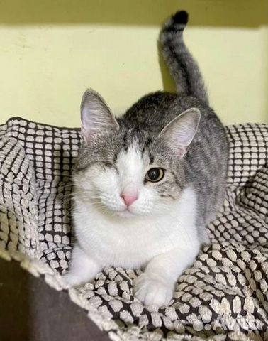 Не такая как все. Элль ищет дом