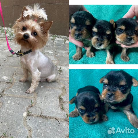 Йоркширский терьер