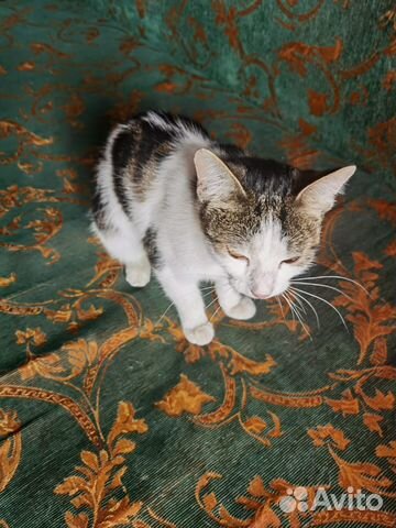 Отдам в хорошие руки котенка-кошечку умницу