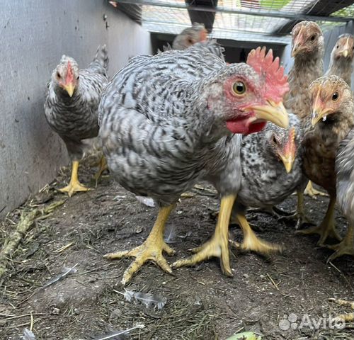 Куры легбар