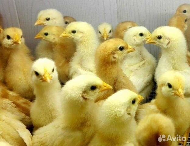 Цыпленок (петушки) ломан браун 10р