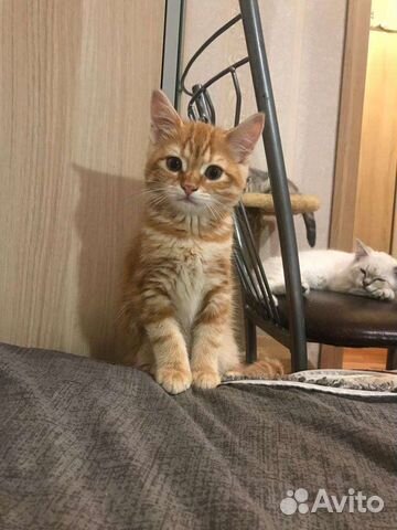 Шотландский котёнок