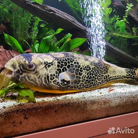 Тетраодон Мбу (Tetraodon mbu) Гигантский тетраодон