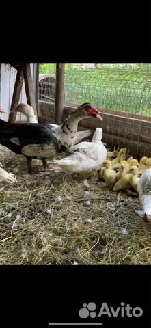 Селезень индоутки шиптун