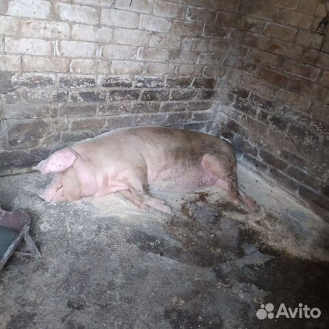 Свиньи живым весом