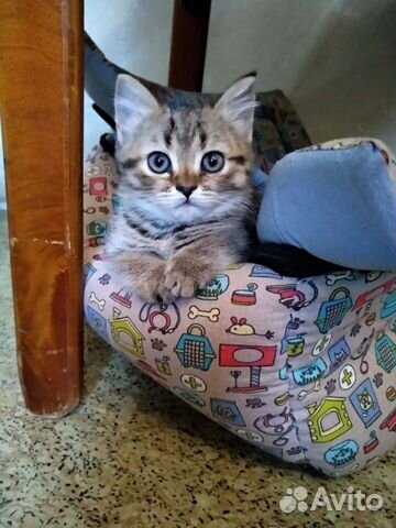 Британские котята