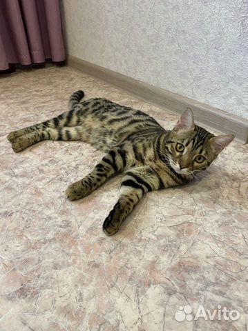 Бенгальская кошка