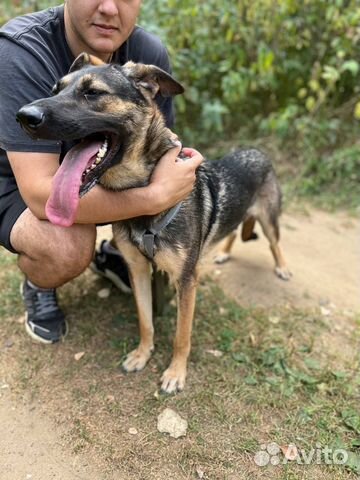 Спасите Берту из приюта