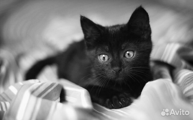 Котенок 2,5 месяца ищет семью