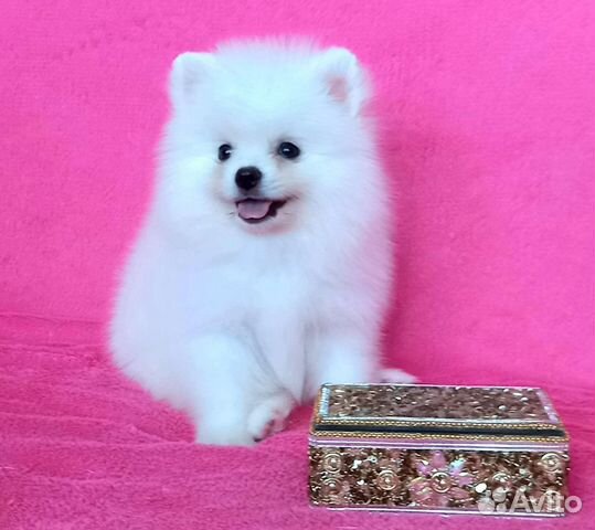 Померанский шпиц медвежьего типа