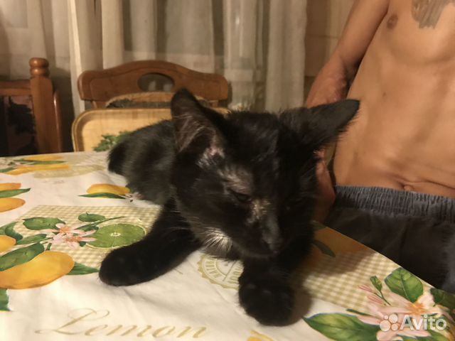 Кошечка в добрые руки