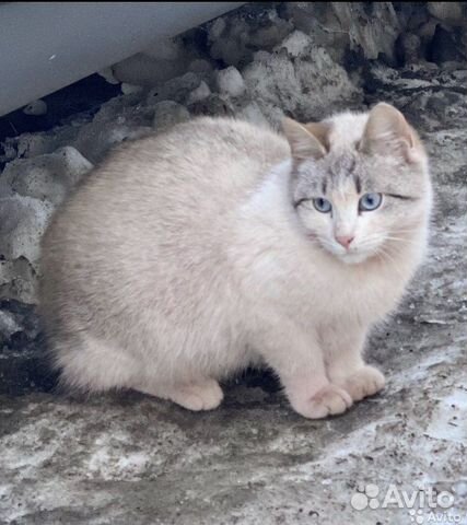 Кошка