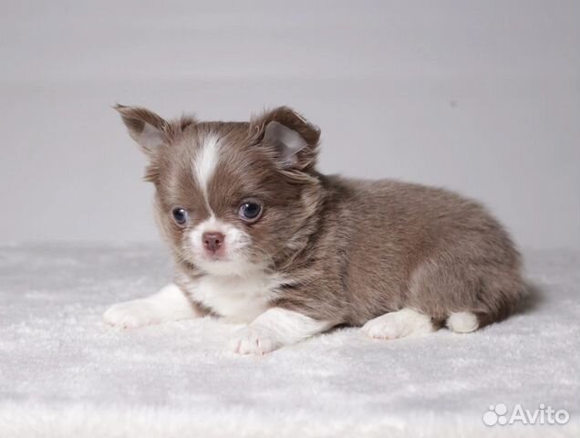 Чихуахуа девочка красотка,редкого окраса