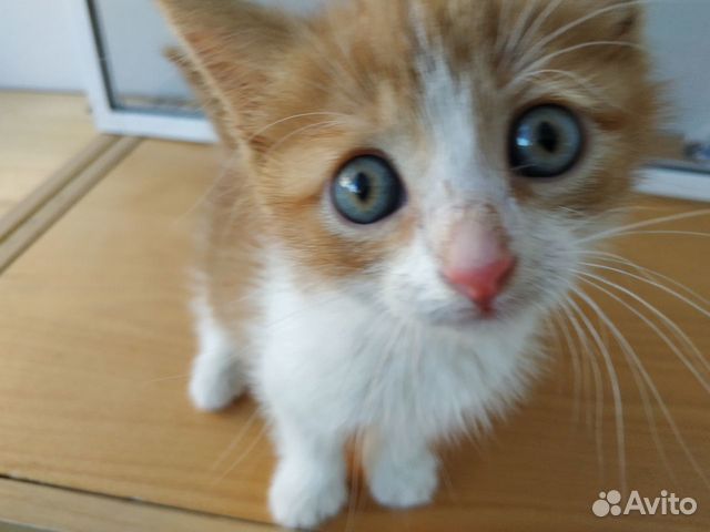 Нижний Новгород Котята в добрые руки бесплатно