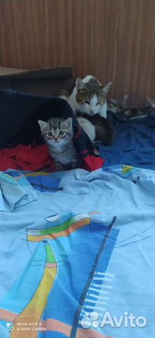 Счастливый котик с буквой М
