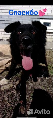 Собачка Мишка