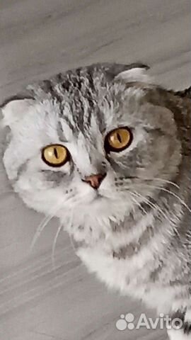 Шотландский кот вязка