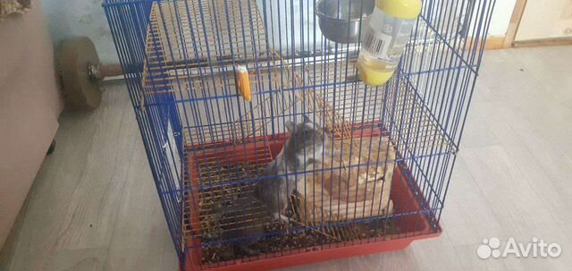 Белки Дегу. (Чилийские белки)