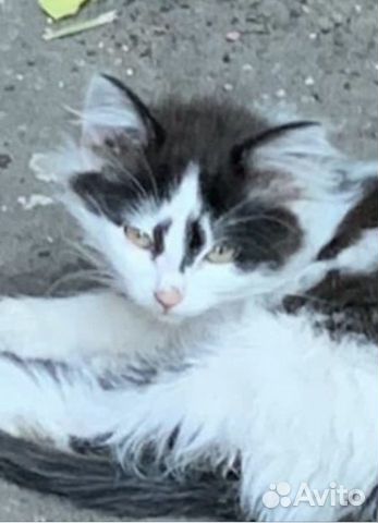 Котик в дар бесплатно