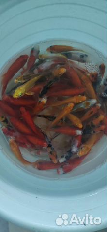 Карп кои японский