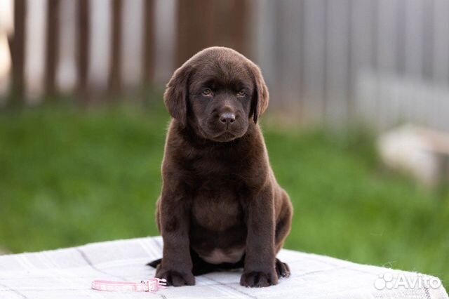 Лабрадор ретривер щенки