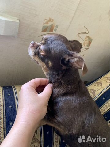 Чихуахуа отдам