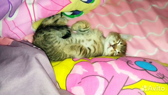 Отдам котят в хорошие руки