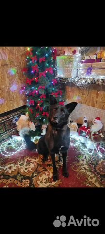 Собака Джонька ищет дом