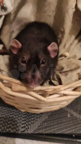 Случка крысы