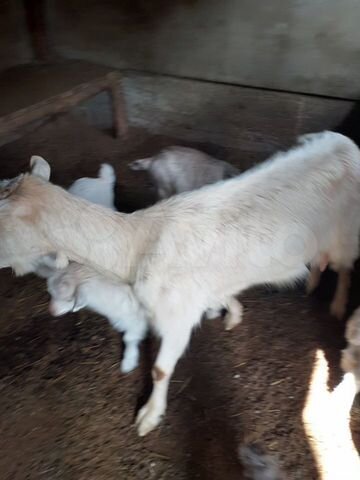 Продам коз и козлят