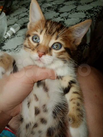 Бенгальские котята продажа