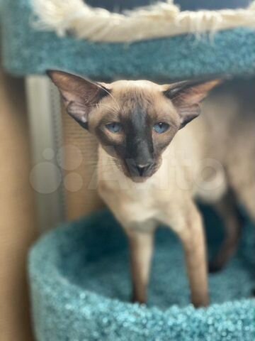 Сиамская кошечка