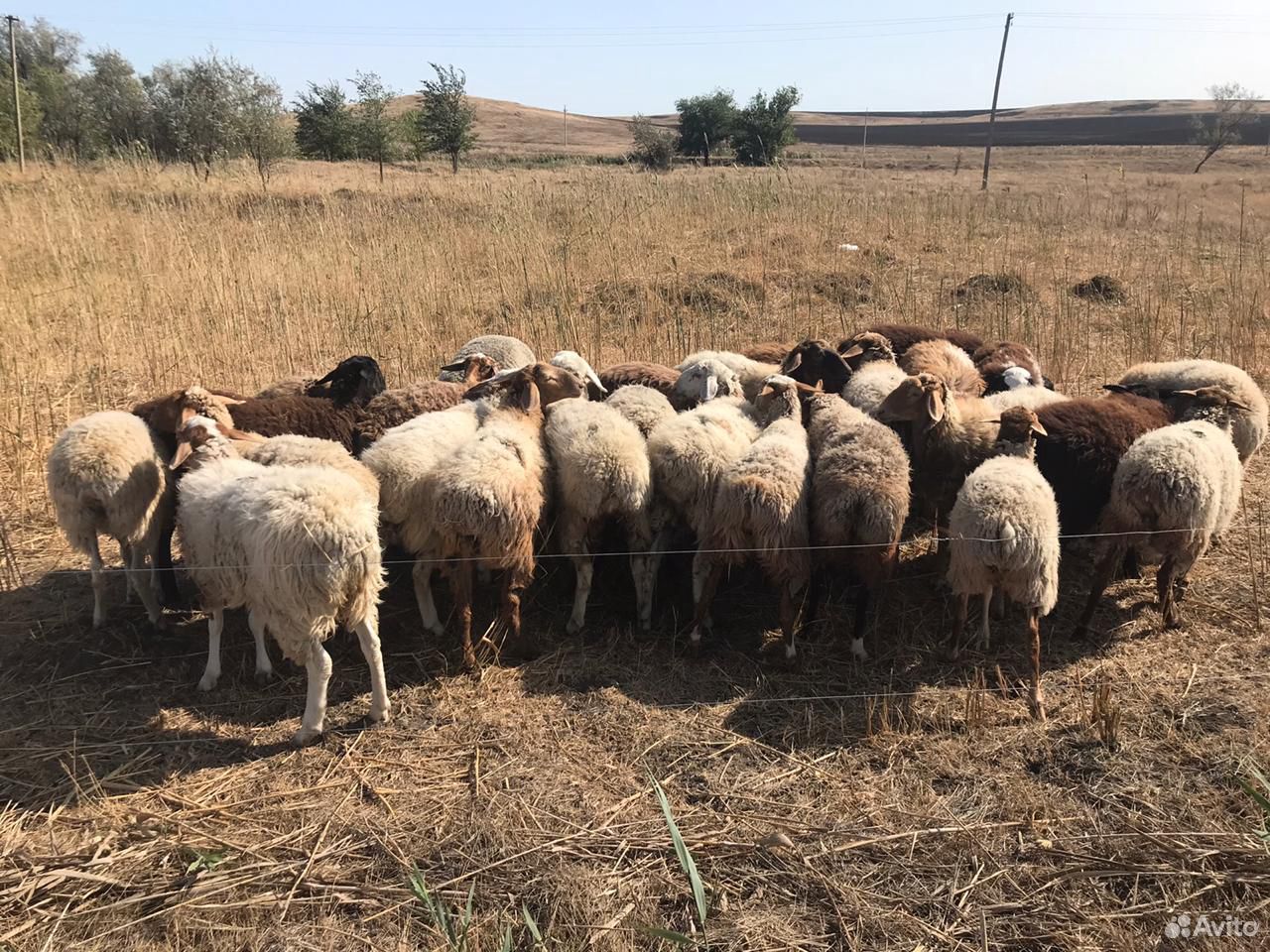 Продаю овец