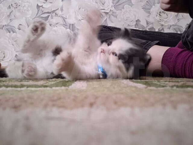 Продам котенка, девочка примерно 3 2 ме ттсяца, пр