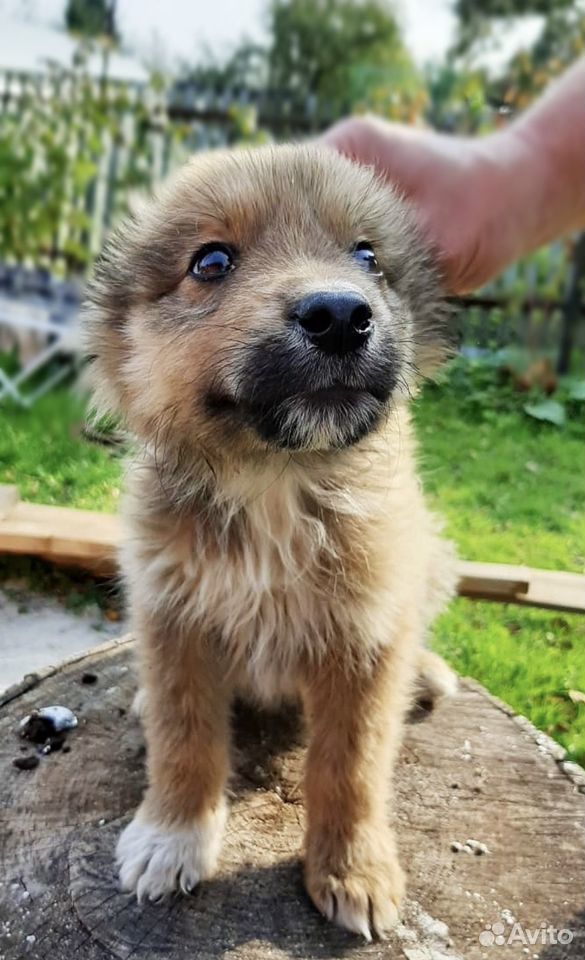 Бедные брошенные щенки 2 месяца в добрые руки