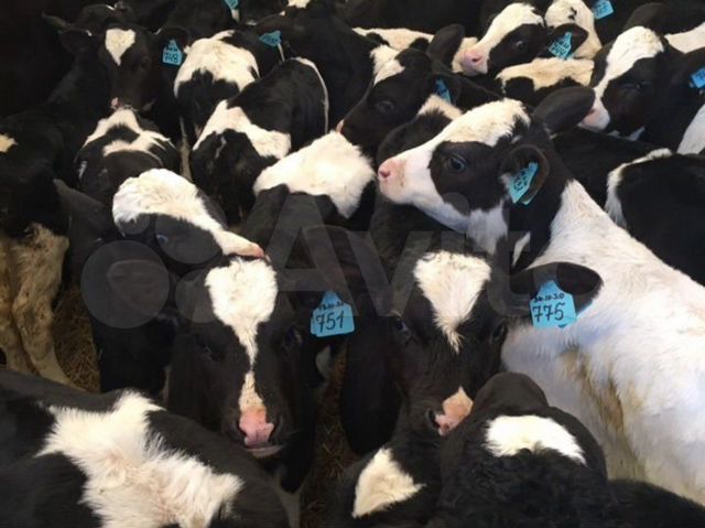 Бычки и телочки