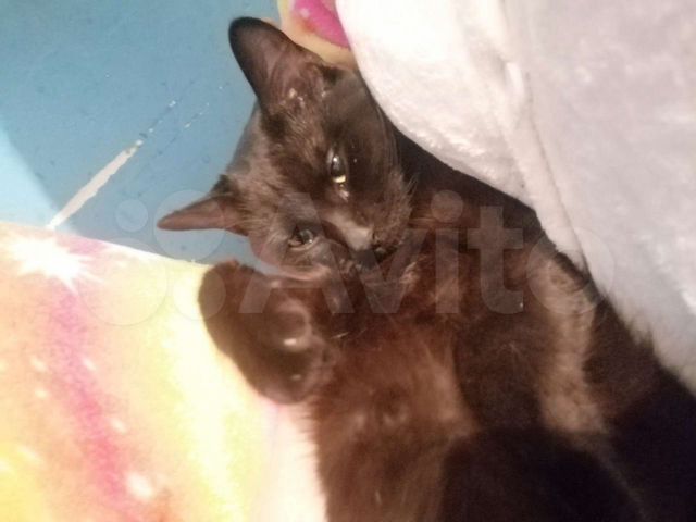 Кот Кошмарик