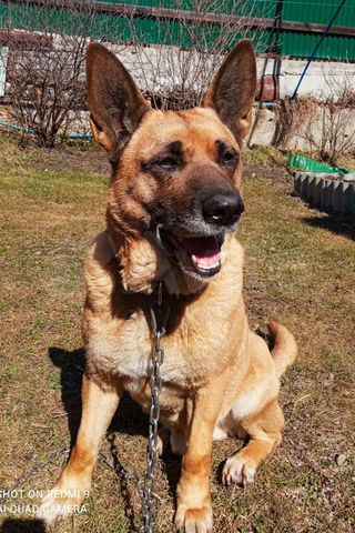 Собака в добрые руки метис Бельгийской овчарки