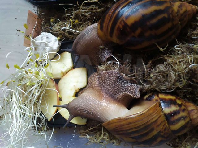 Улитка Ахатина Ахатина Тигр