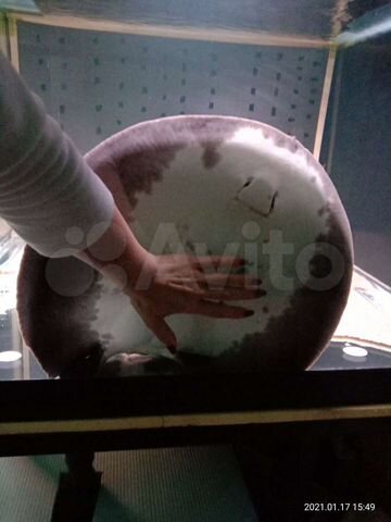 Скат моторо самка