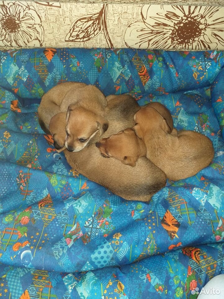 Собака
