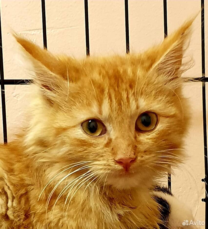 Рыжая лисичка